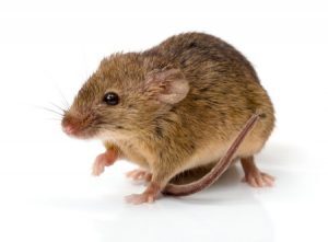 Mouse Identification Chart to Quickly Identify UK Mouse Species